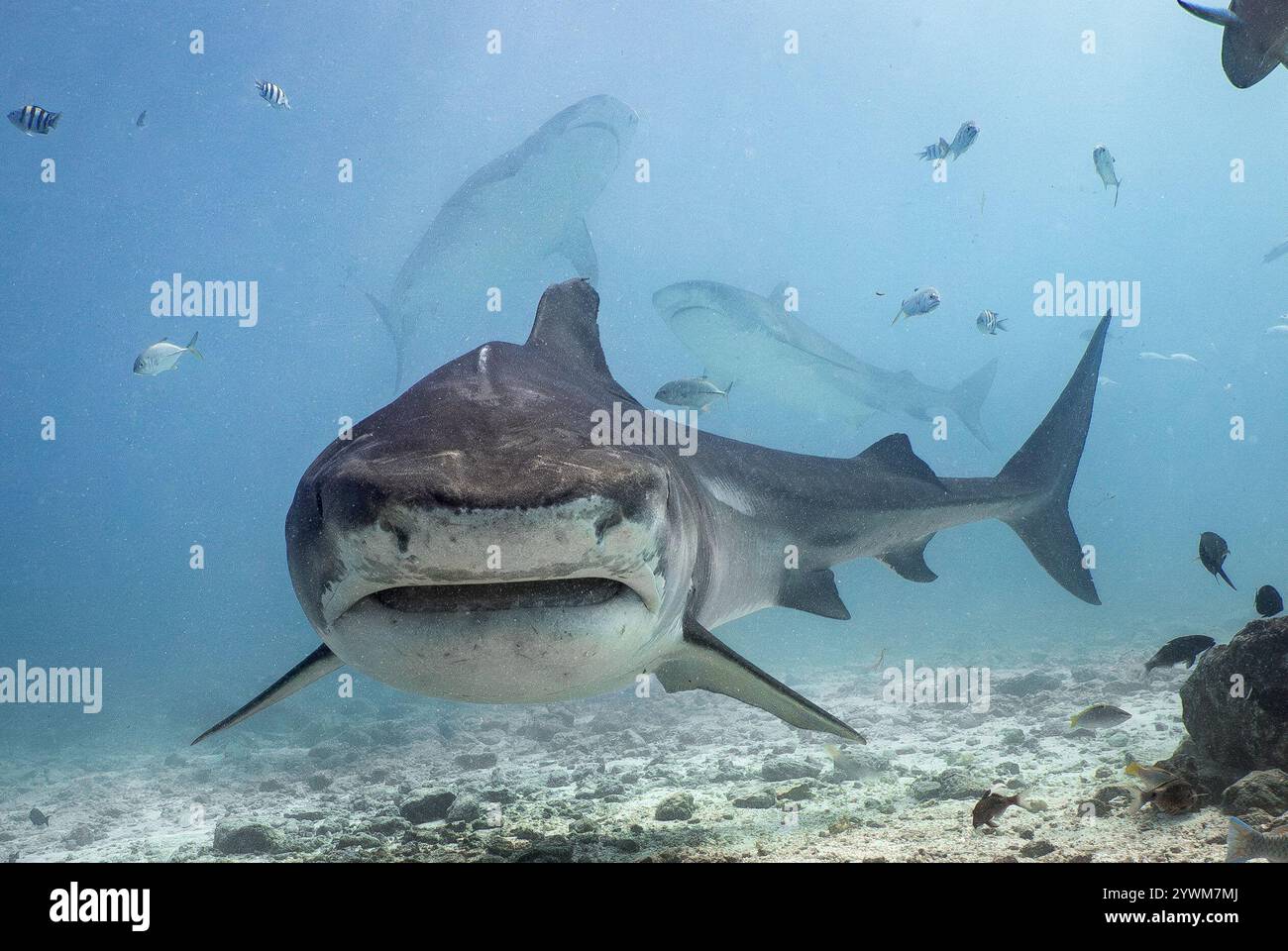 Fuvahmulah, Maldives. 05th Dec, 2024. Tiger sharks in Fuvahmulah island ...