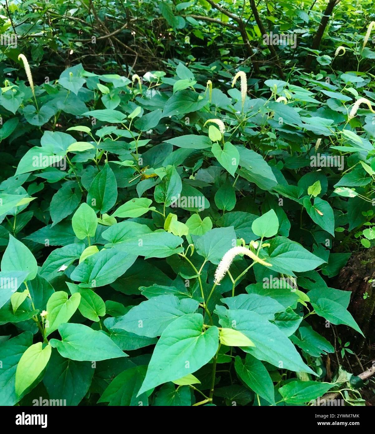 lizard's tail (Saururus cernuus Stock Photo - Alamy