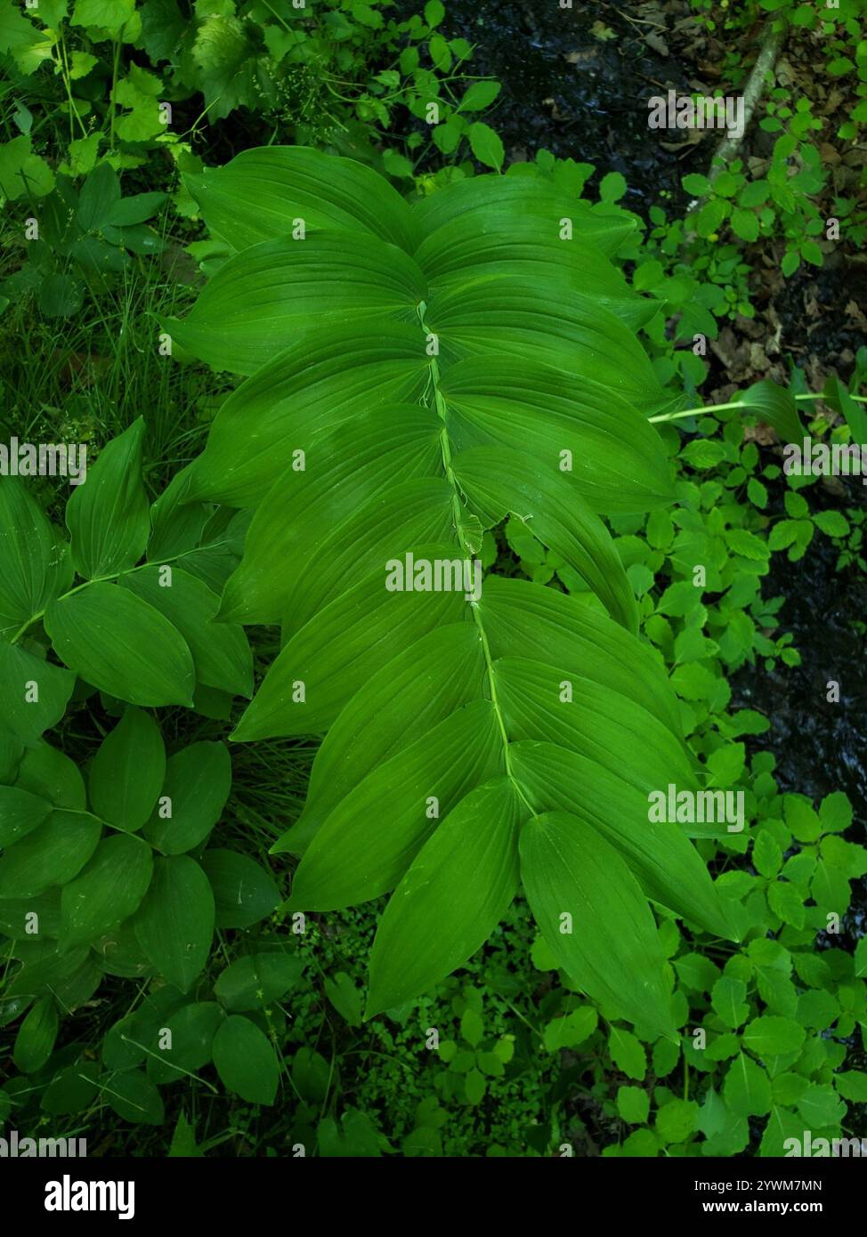 giant Solomon's seal (Polygonatum biflorum commutatum Stock Photo - Alamy