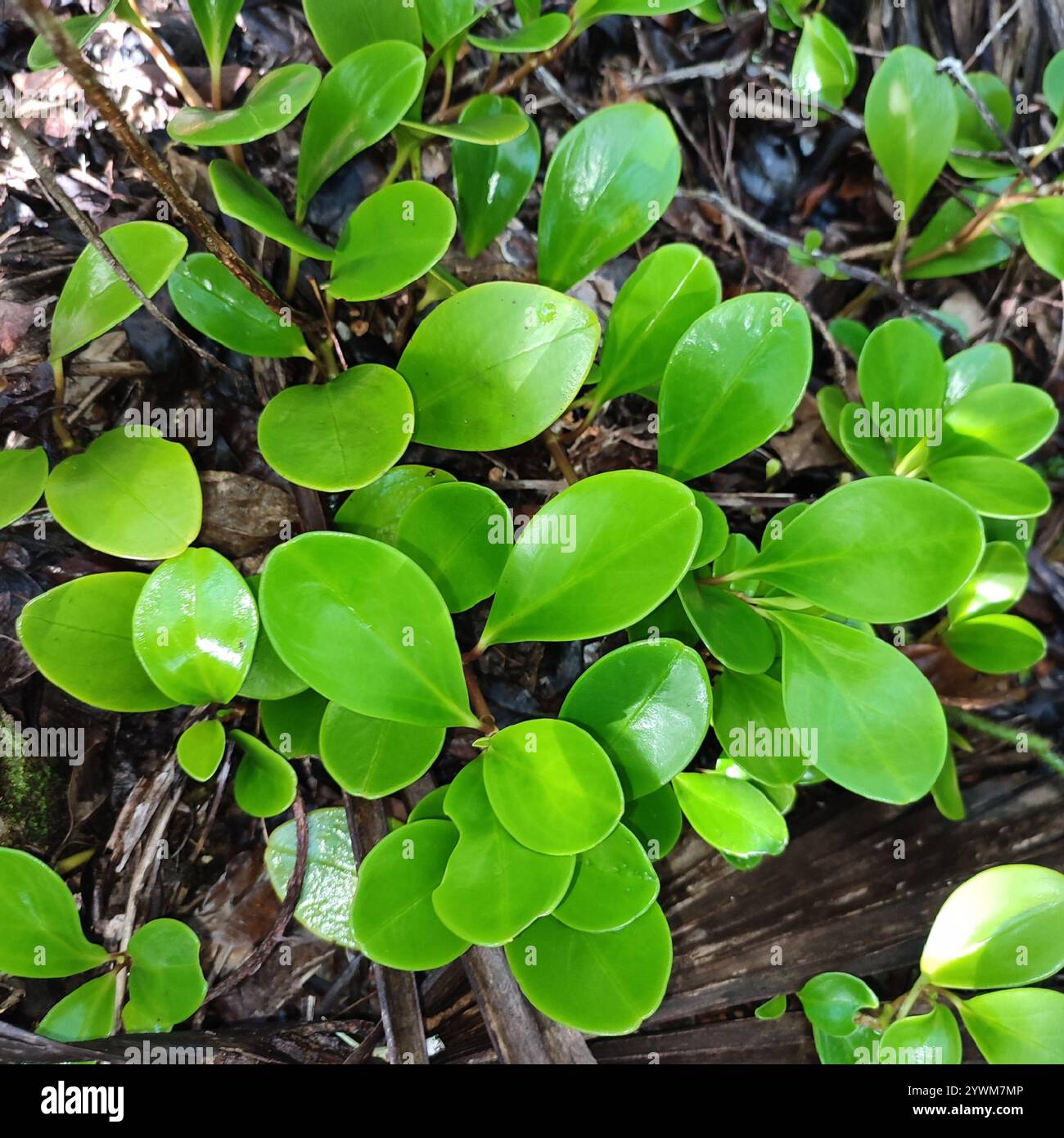 radiator plants (Peperomia Stock Photo - Alamy