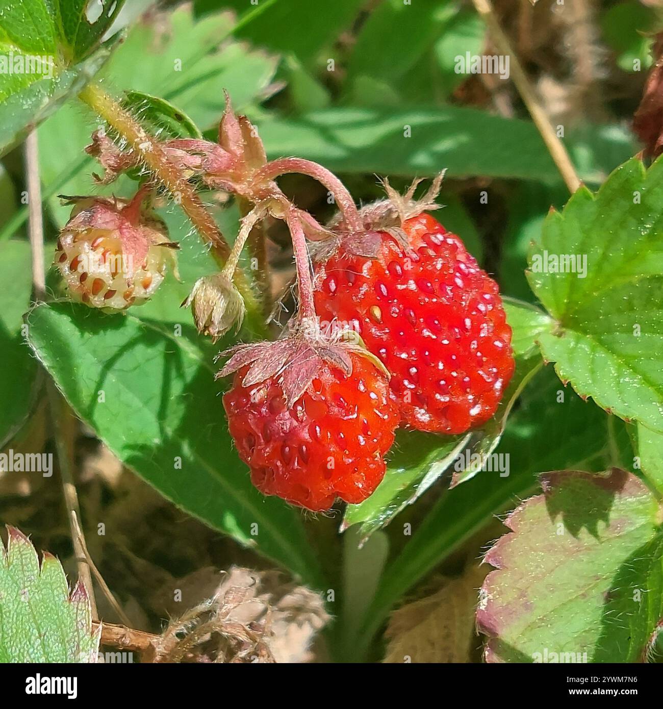 Virginia strawberry (Fragaria virginiana Stock Photo - Alamy