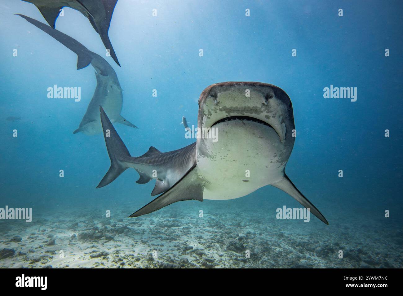 fuvahmulah-maldives-05th-dec-2024-tiger-sharks-in-fuvahmulah-island