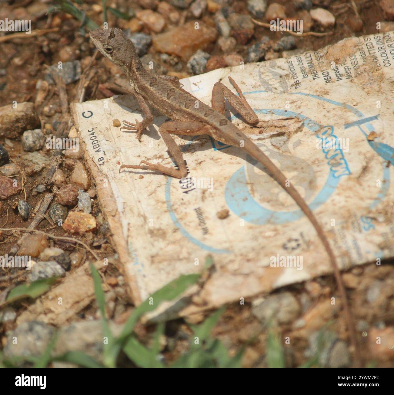 Fan-throated Lizards (Sitana Stock Photo - Alamy
