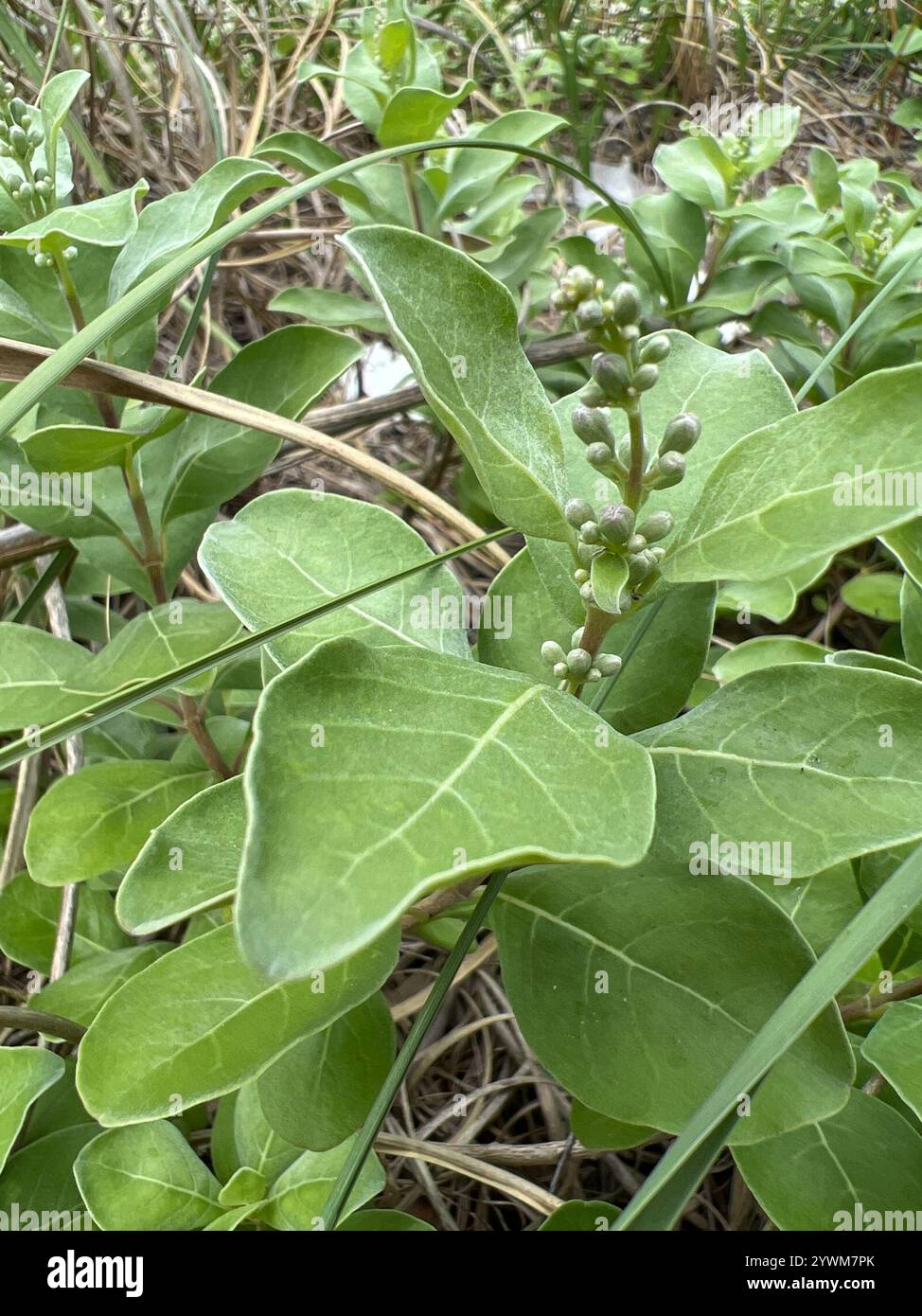 Beach Vitex (Vitex rotundifolia Stock Photo - Alamy