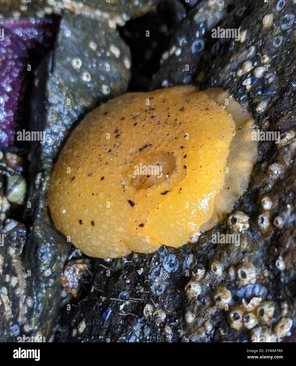 Montereyensis hi-res stock photography and images - Alamy