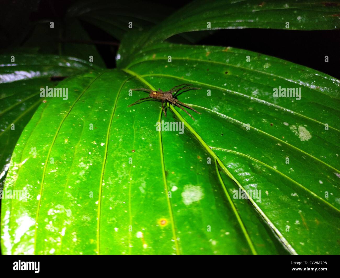 Wolf Spiders and Allies (Lycosoidea Stock Photo - Alamy