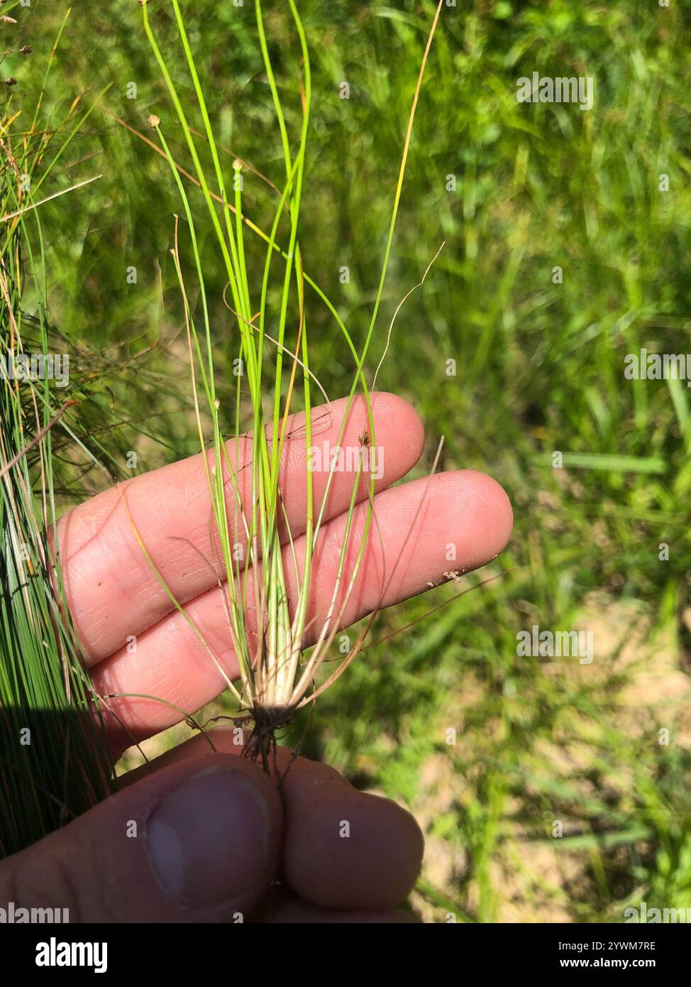 Blunt Spikerush (Eleocharis obtusa Stock Photo - Alamy