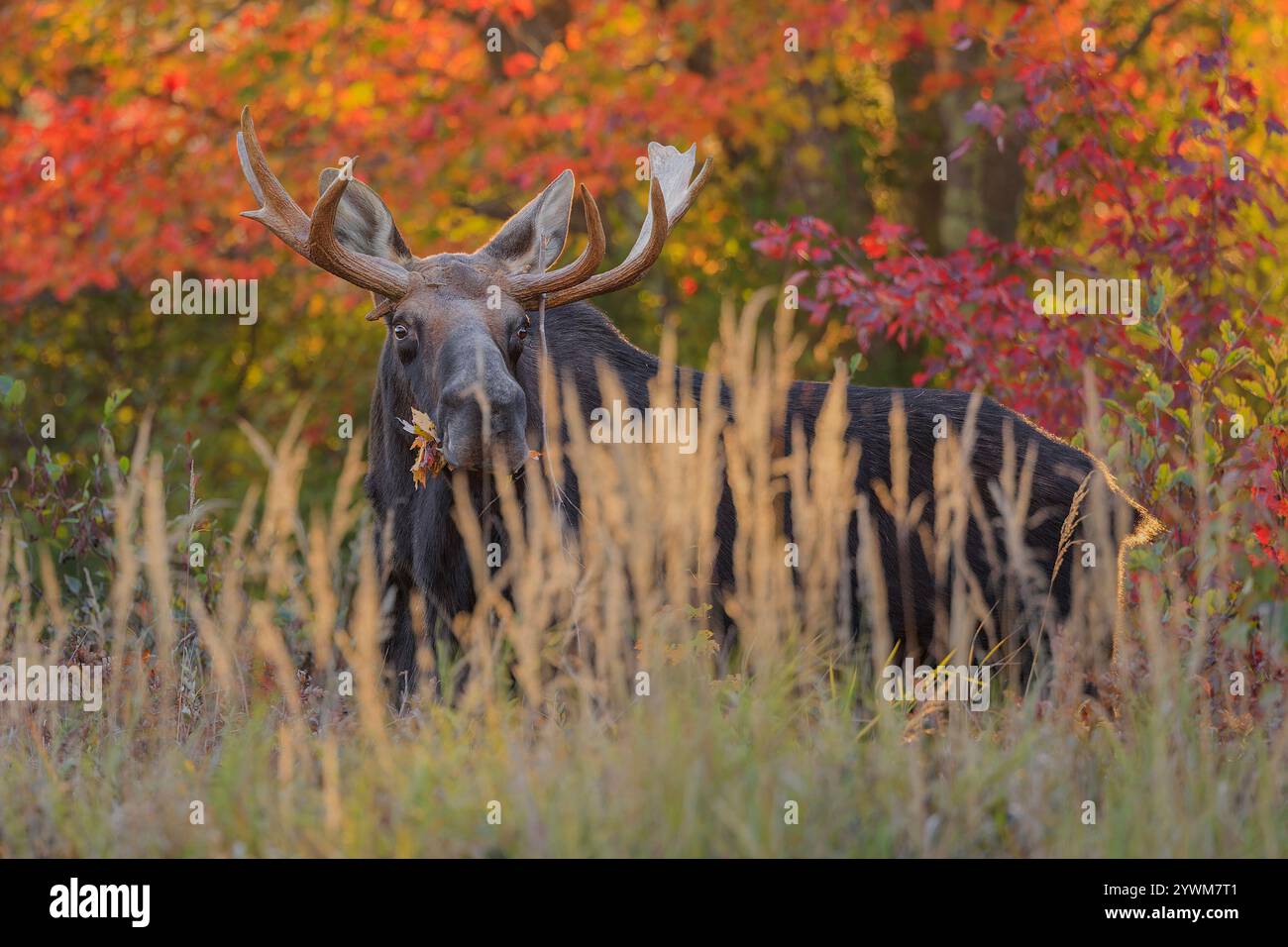 Cow and bull moose hi-res stock photography and images - Alamy