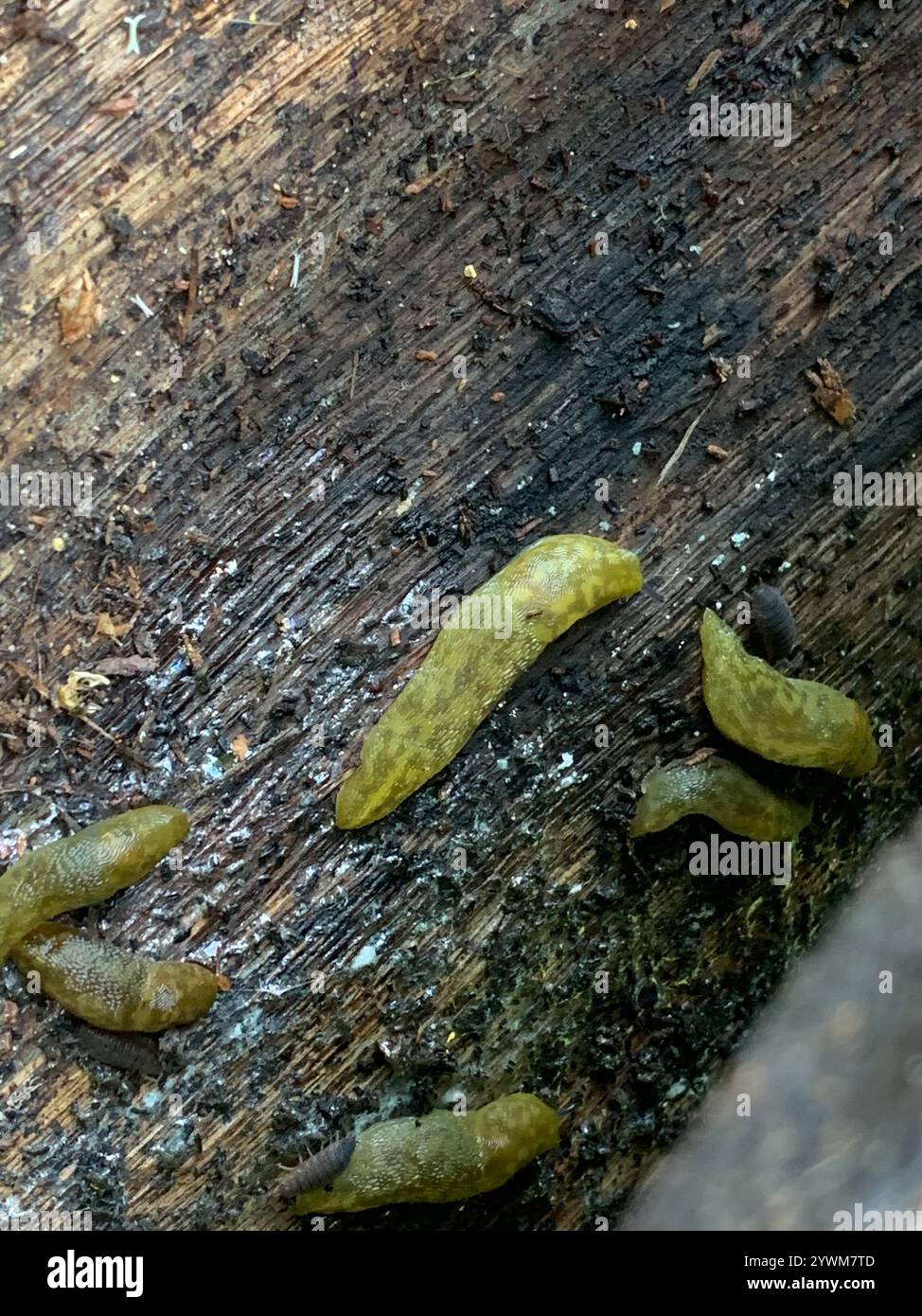 Green Cellar Slug (Limacus maculatus Stock Photo - Alamy