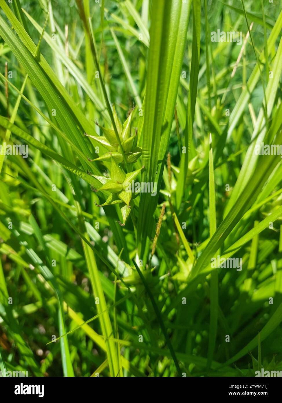 bladder sedge (Carex intumescens Stock Photo - Alamy
