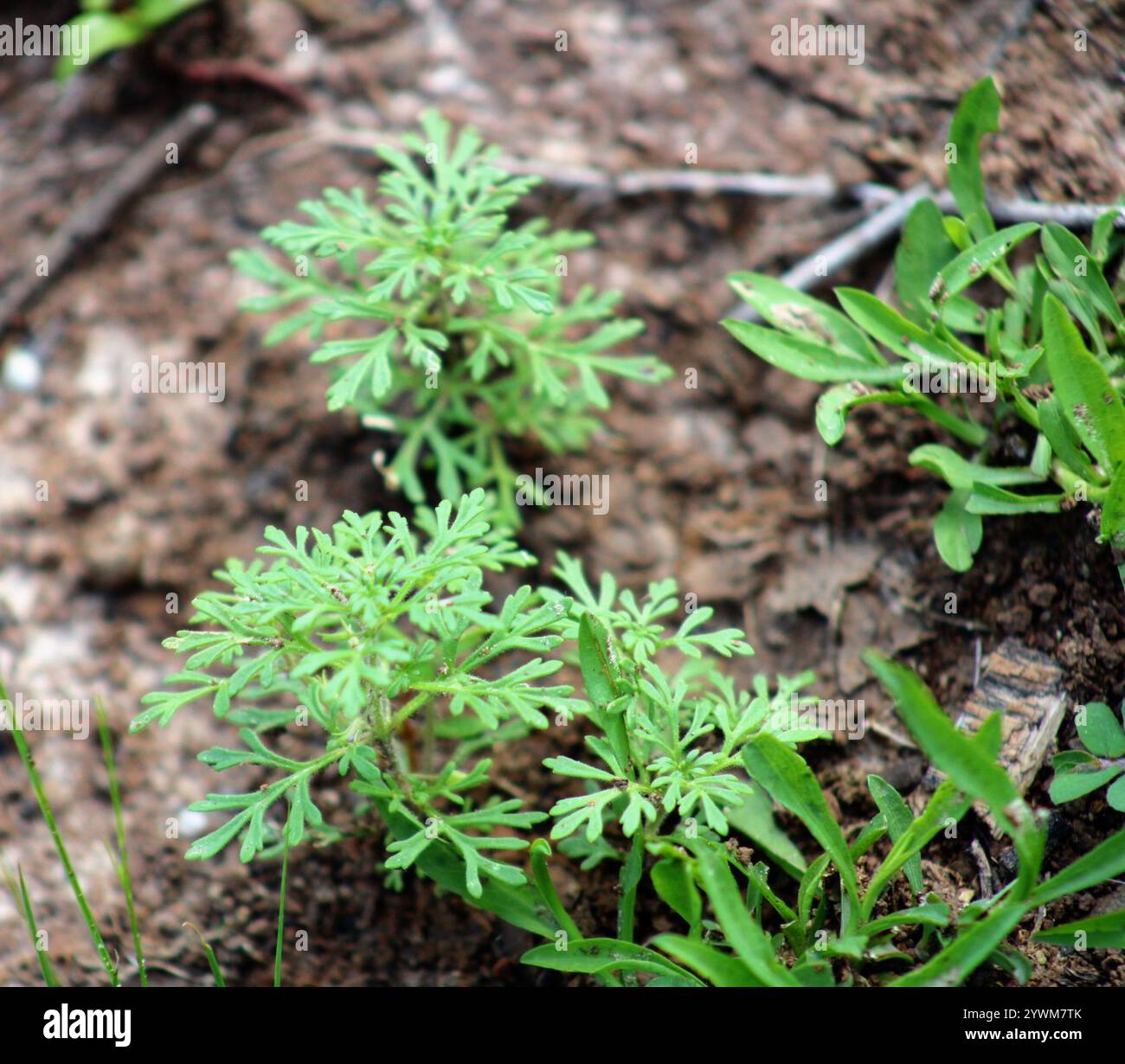Obi-Wan conobeas (Leucospora Stock Photo - Alamy