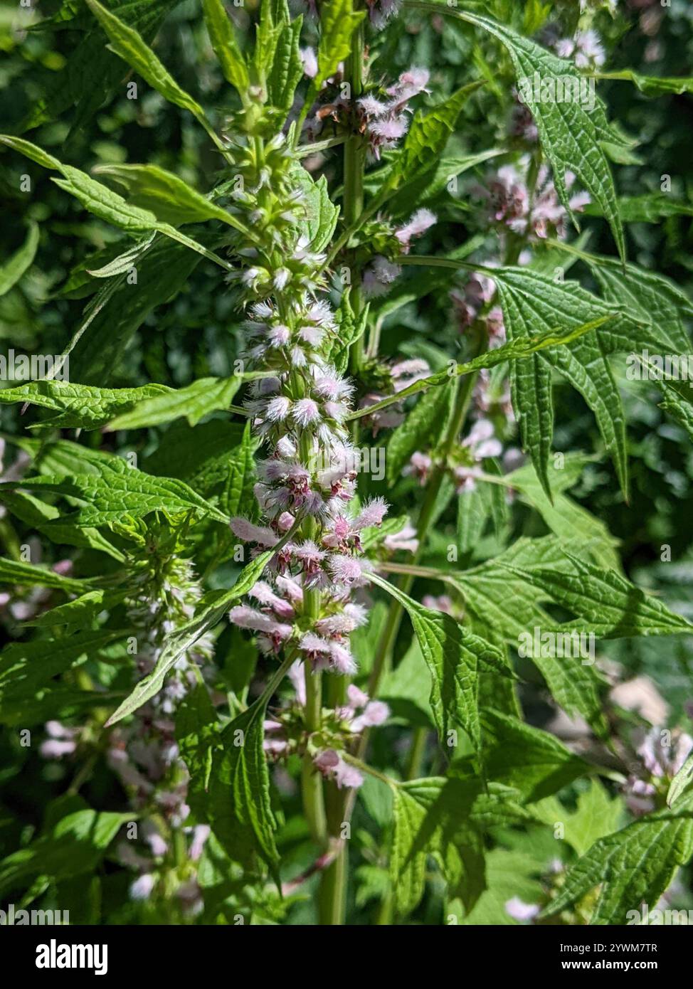 common motherwort (Leonurus cardiaca Stock Photo - Alamy