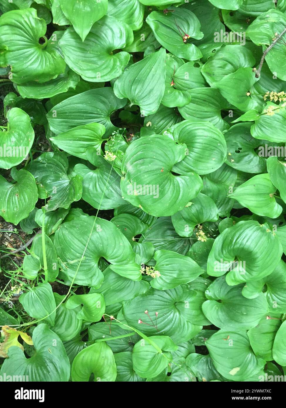 Western Lily of the Valley (Maianthemum dilatatum Stock Photo - Alamy