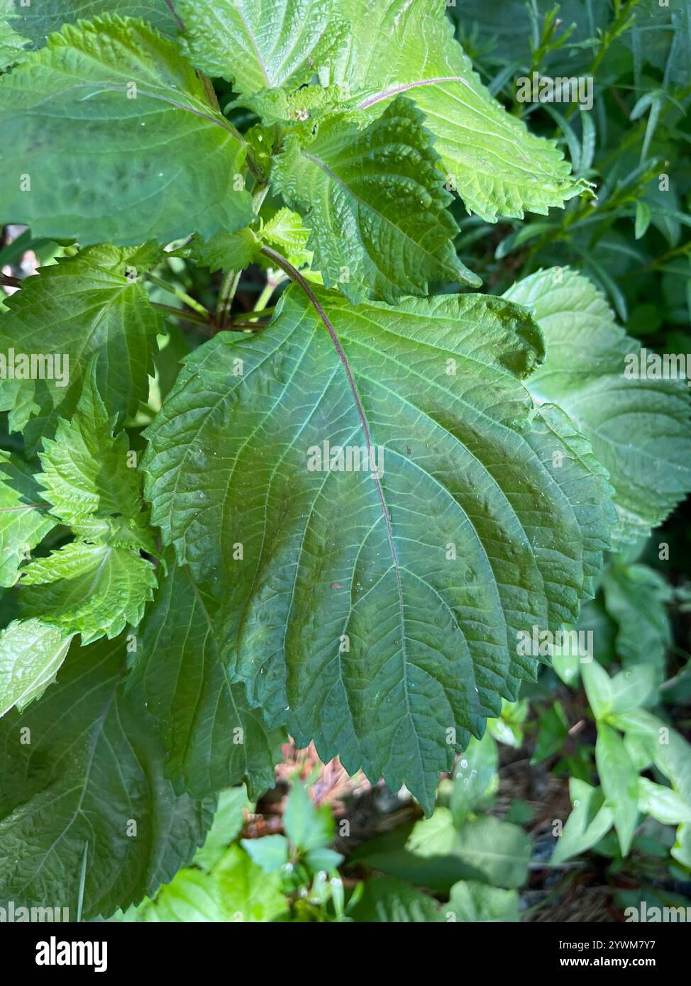 beefsteak plant (Perilla frutescens Stock Photo - Alamy
