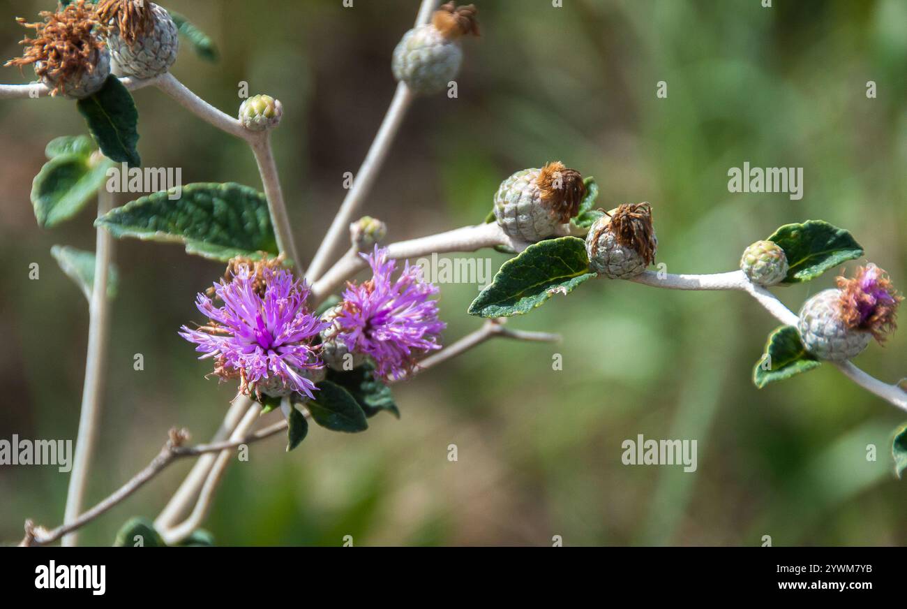 Brazilian bachelors button hi-res stock photography and images - Alamy