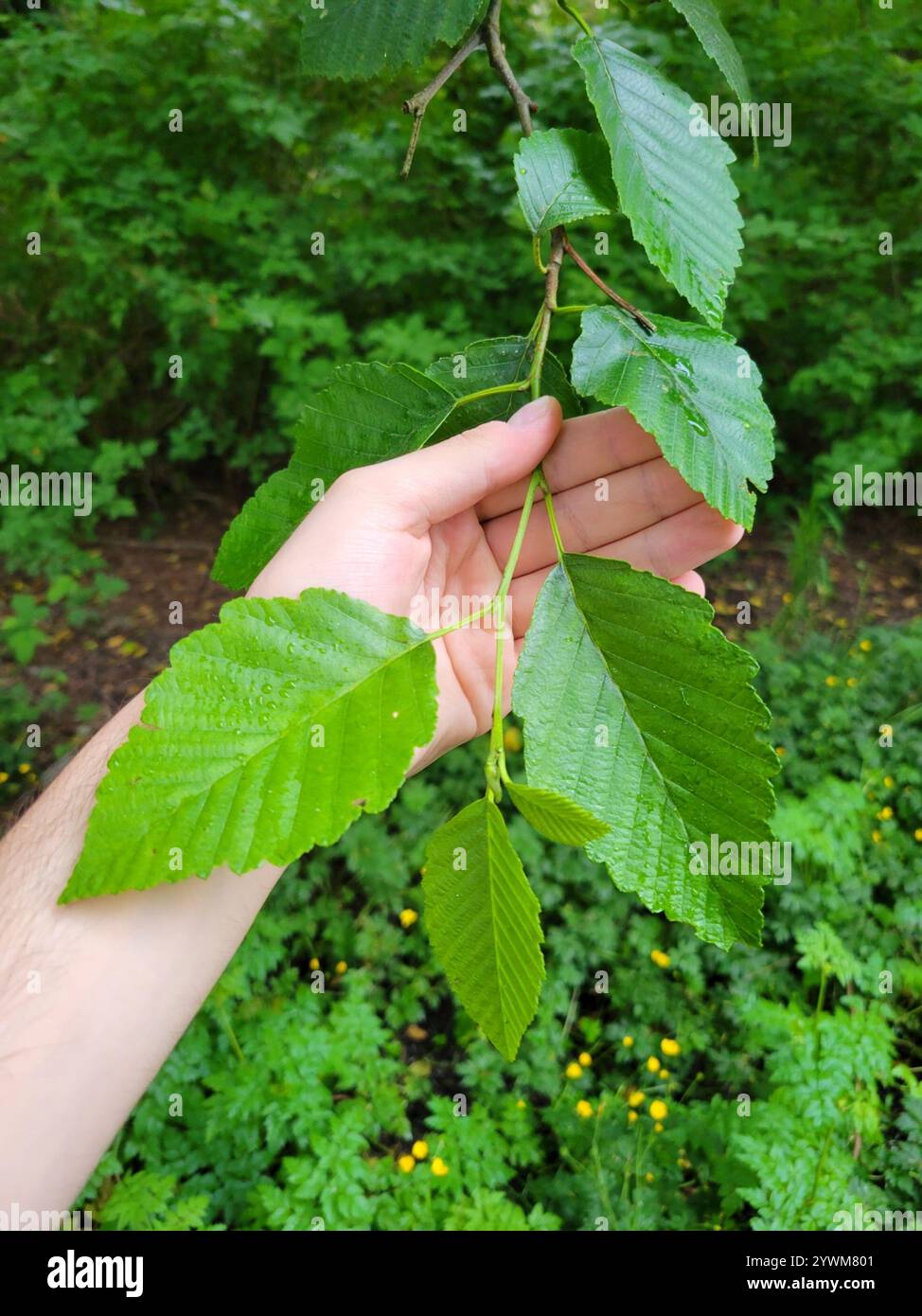 Red Alder (Alnus rubra Stock Photo - Alamy