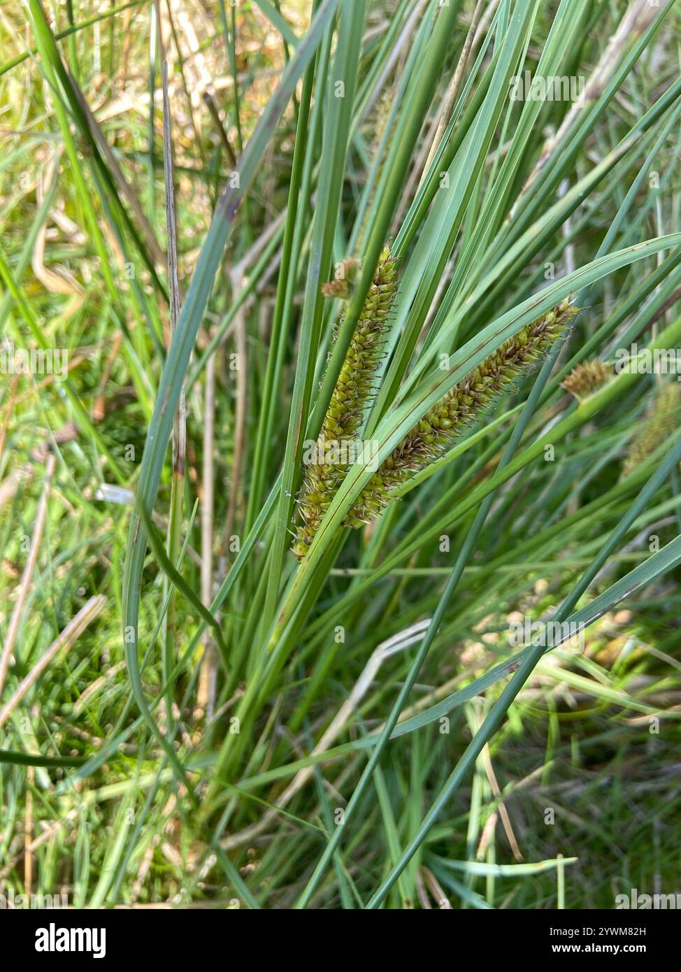 beaked sedge (Carex rostrata Stock Photo - Alamy