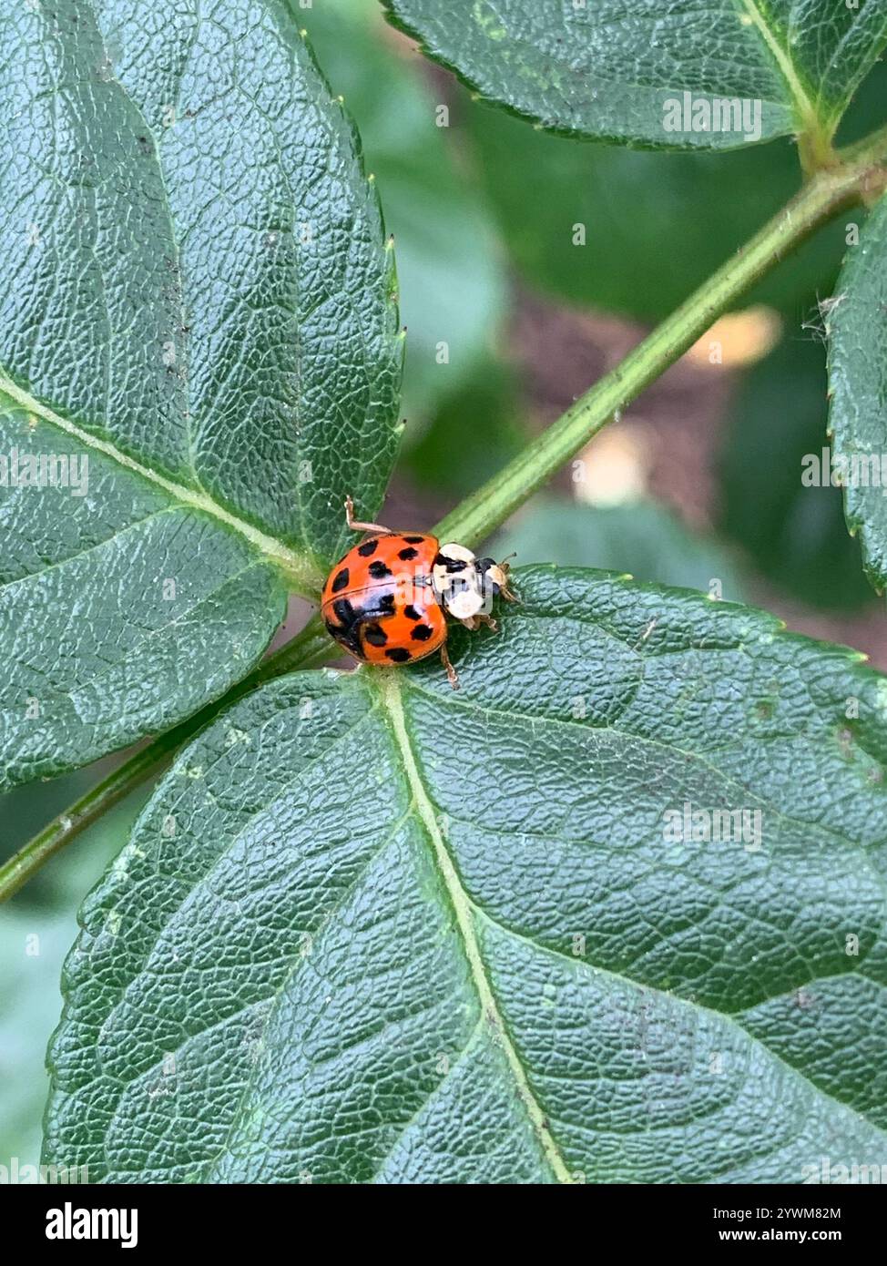 Asian Lady Beetle (Harmonia axyridis Stock Photo - Alamy