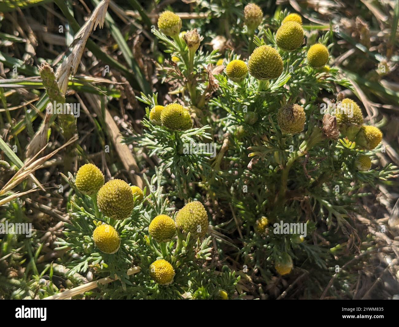 pineapple-weed (Matricaria discoidea Stock Photo - Alamy
