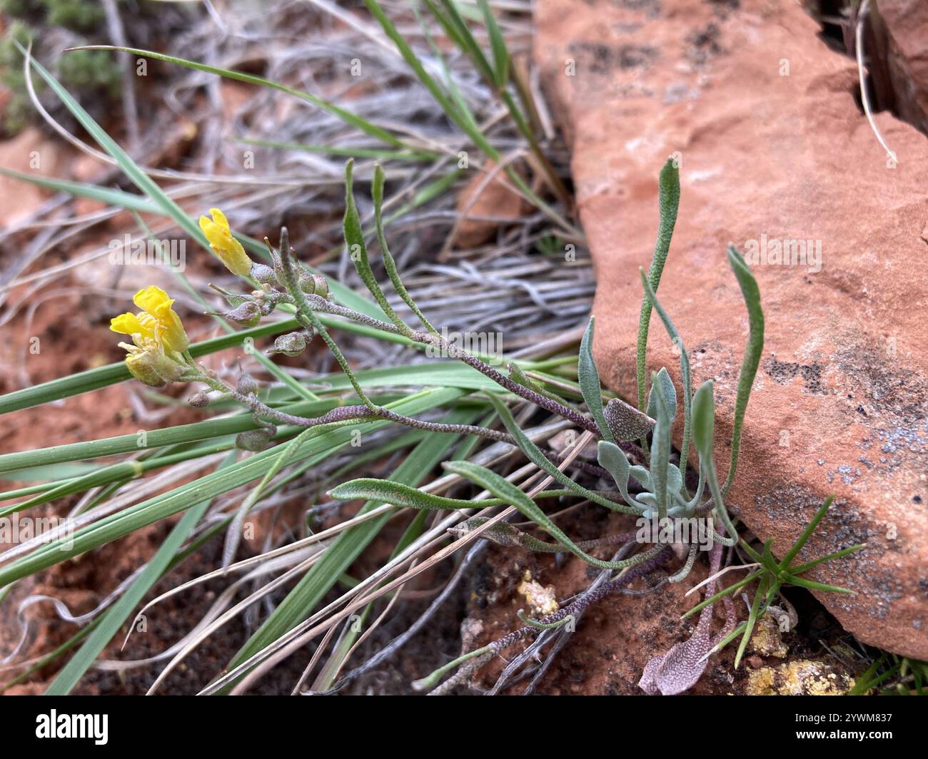 silver bladderpod (Physaria ludoviciana Stock Photo - Alamy