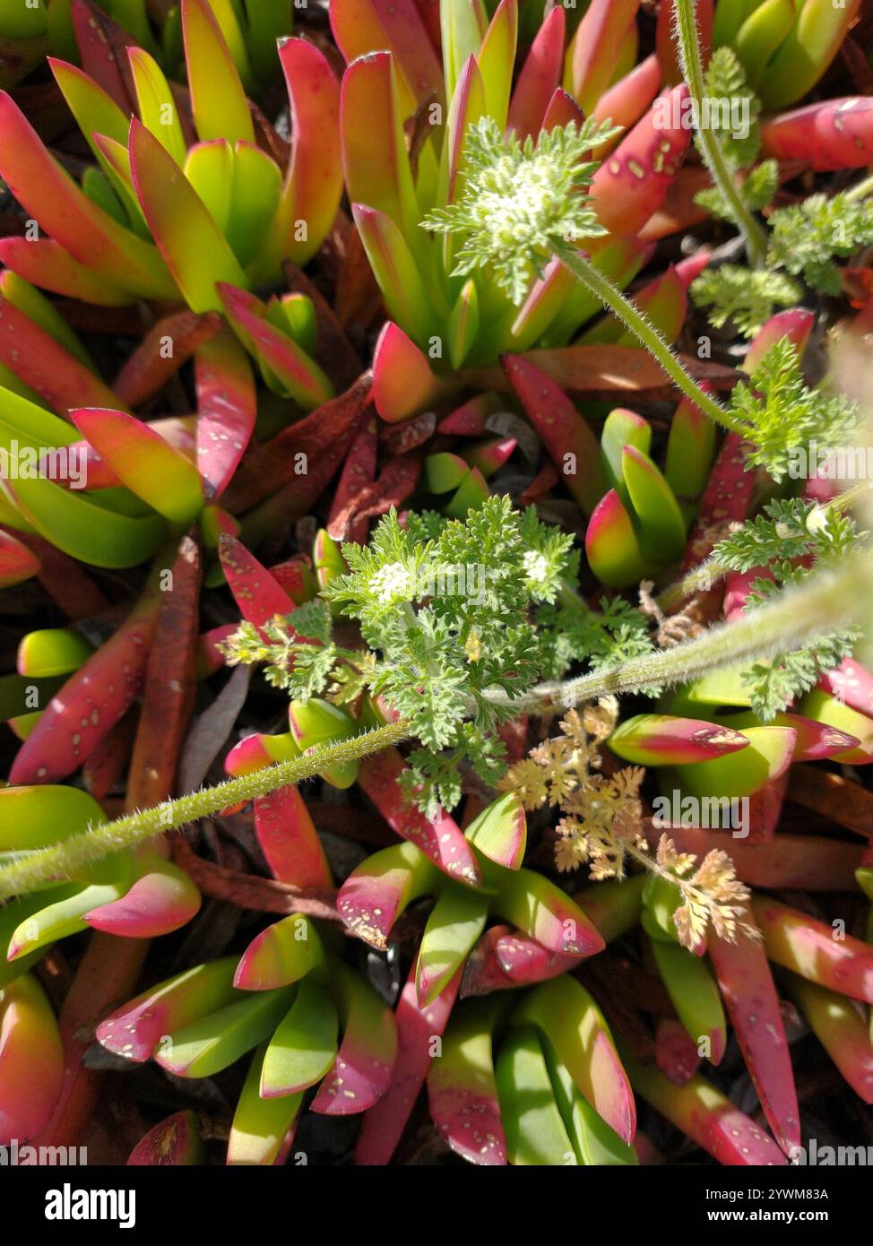 American wild carrot (Daucus pusillus Stock Photo - Alamy