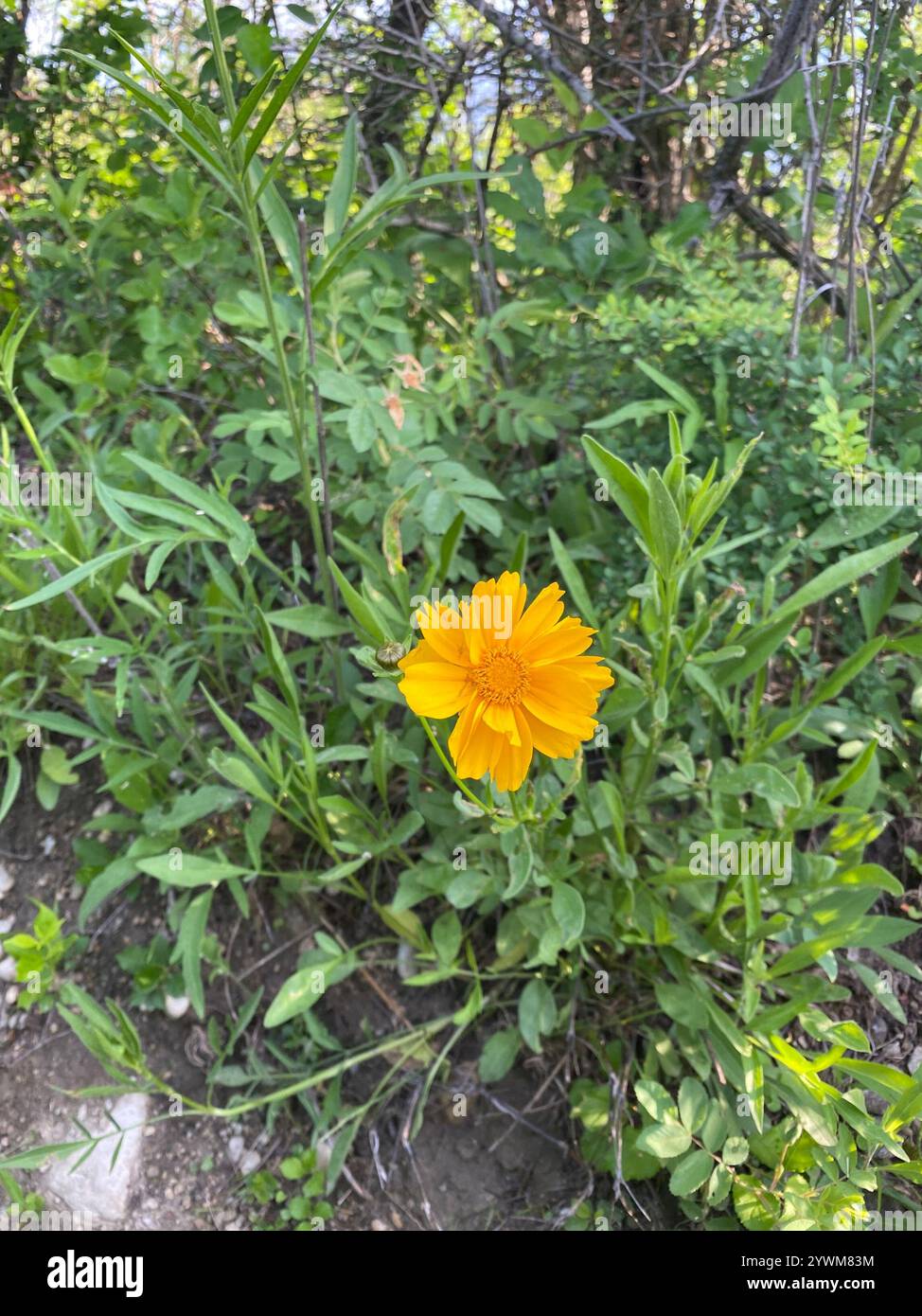 Lance-leaved Coreopsis (Coreopsis lanceolata Stock Photo - Alamy