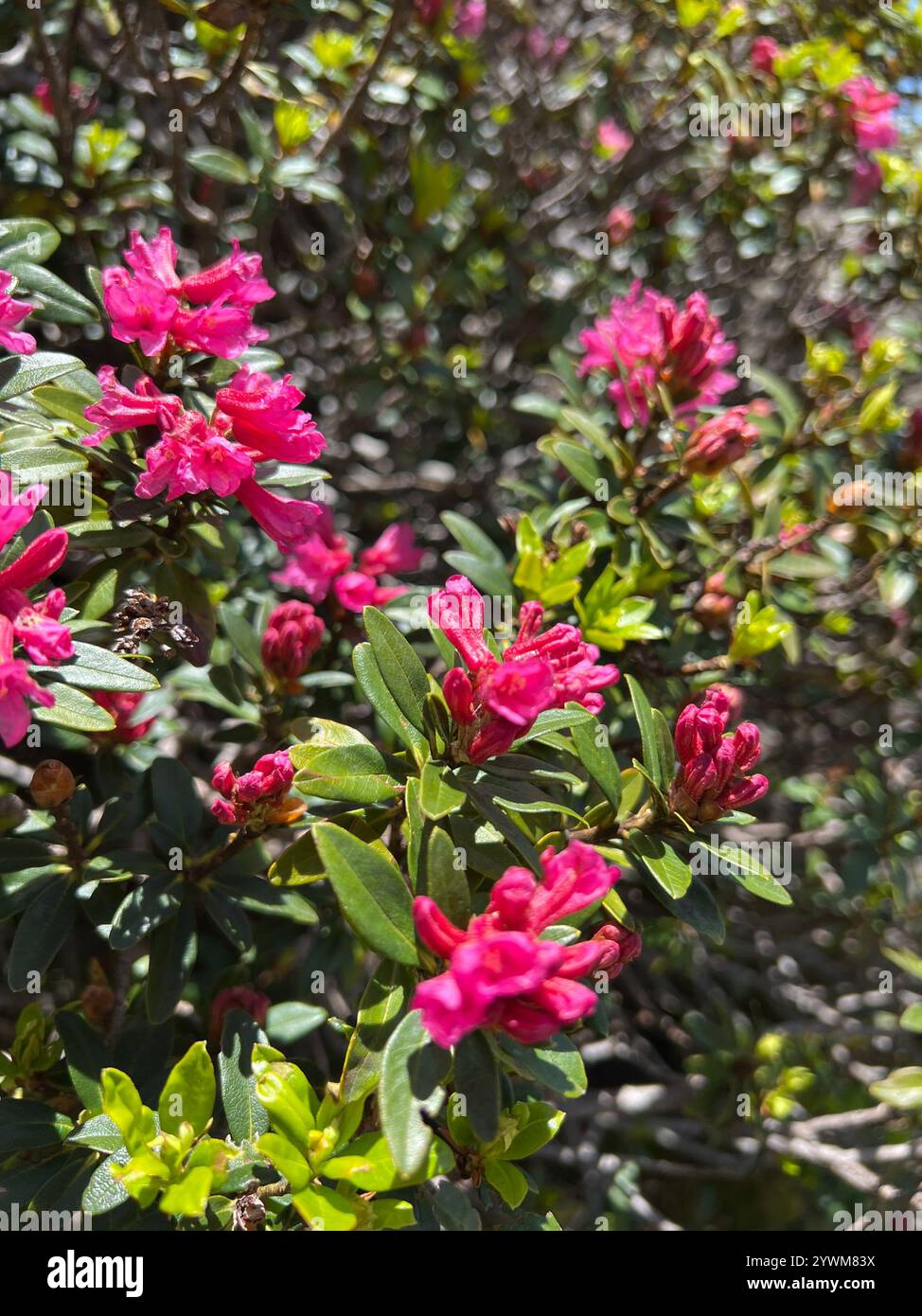 Rusty-leaved Alpenrose (Rhododendron ferrugineum Stock Photo - Alamy