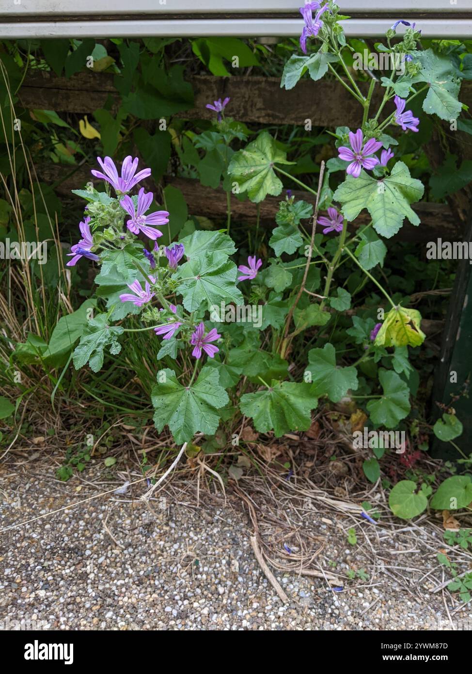 Common Mallow (Malva sylvestris Stock Photo - Alamy