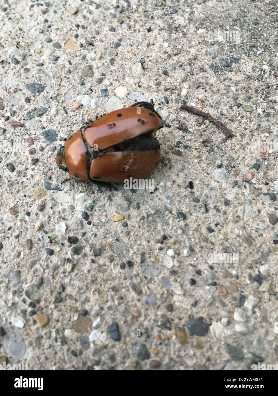 Grapevine Beetle (Pelidnota punctata Stock Photo - Alamy