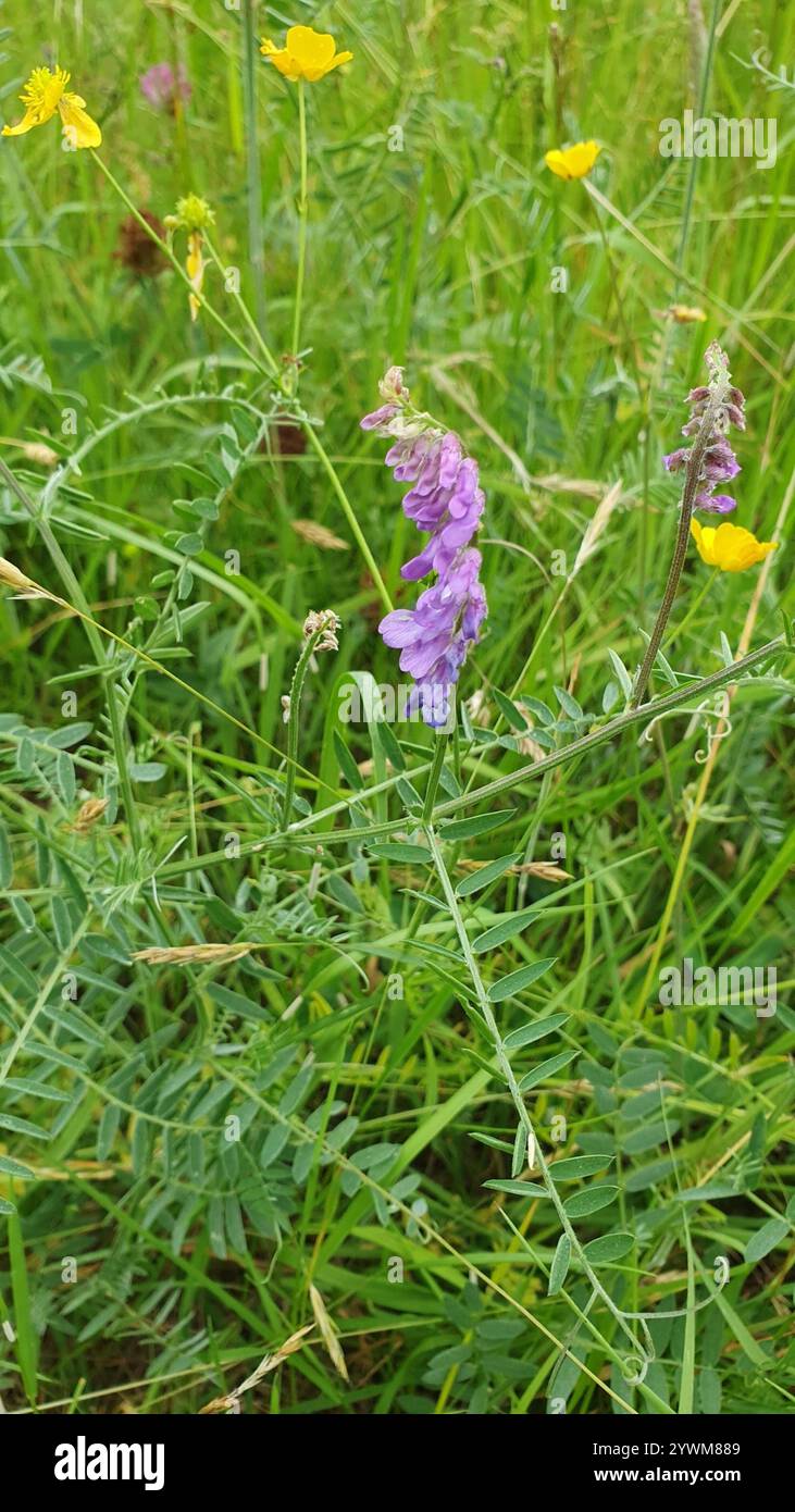 tufted vetch (Vicia cracca Stock Photo - Alamy