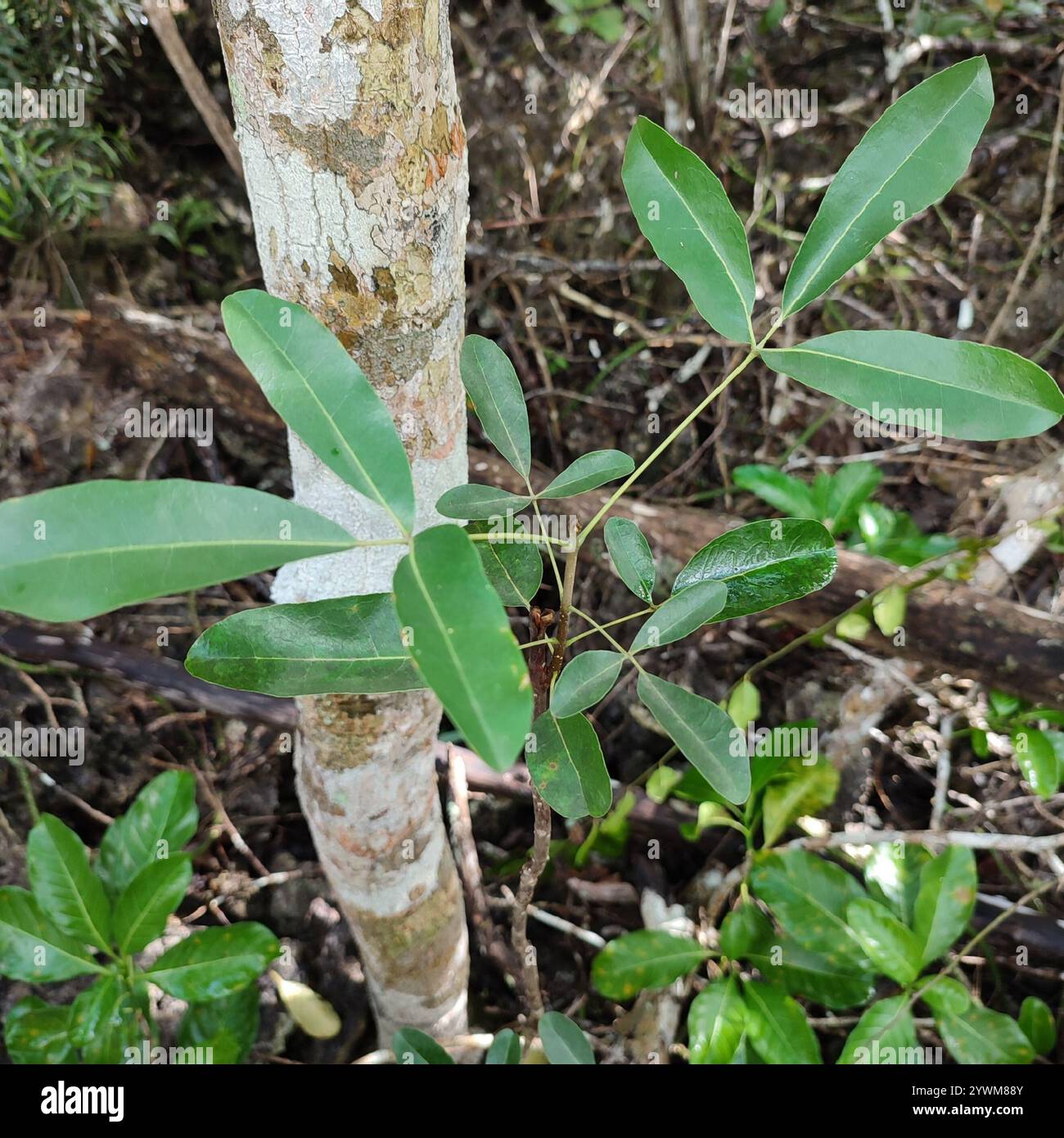 Pink Trumpet-tree (Tabebuia heterophylla Stock Photo - Alamy