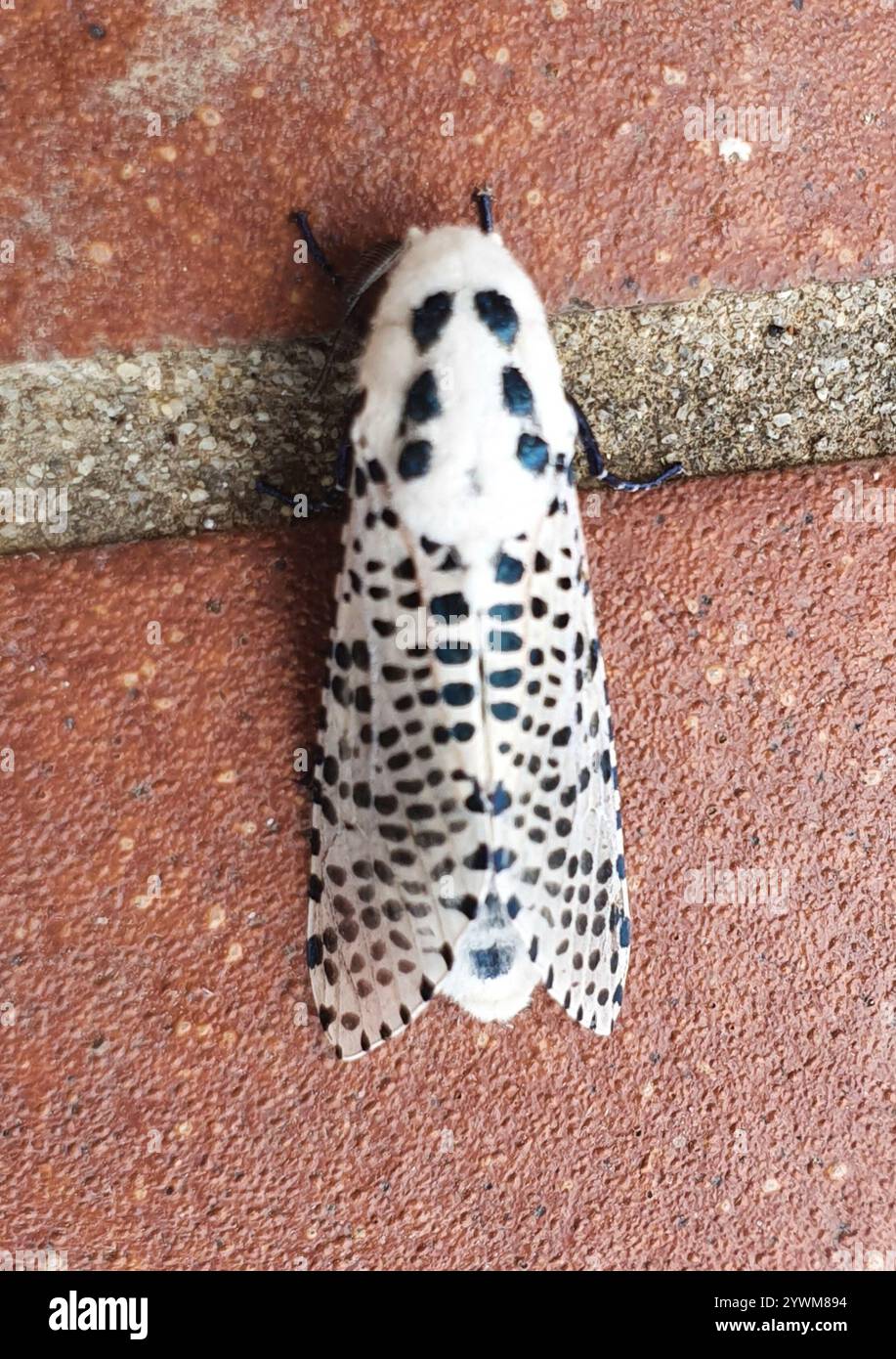 Wood Leopard Moth (Zeuzera pyrina Stock Photo - Alamy