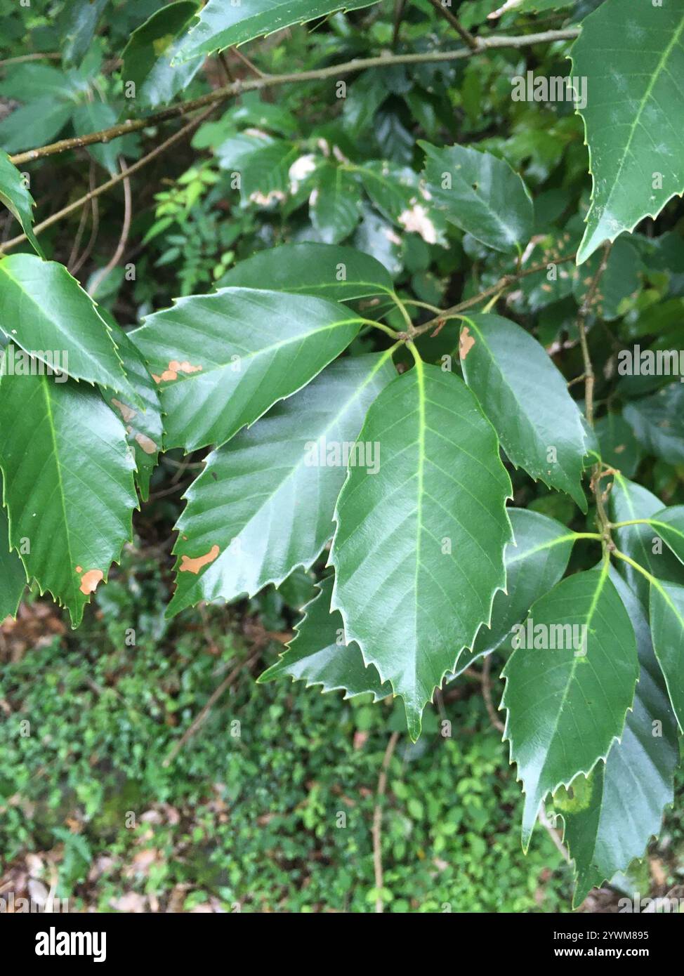 ring-cupped oak (Quercus glauca Stock Photo - Alamy