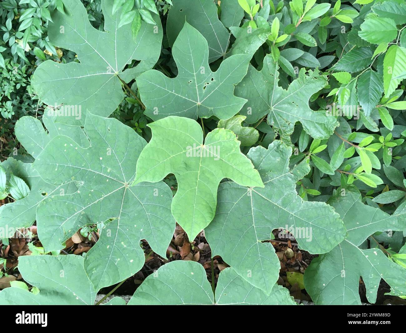 Chinese parasol tree (Firmiana simplex Stock Photo - Alamy