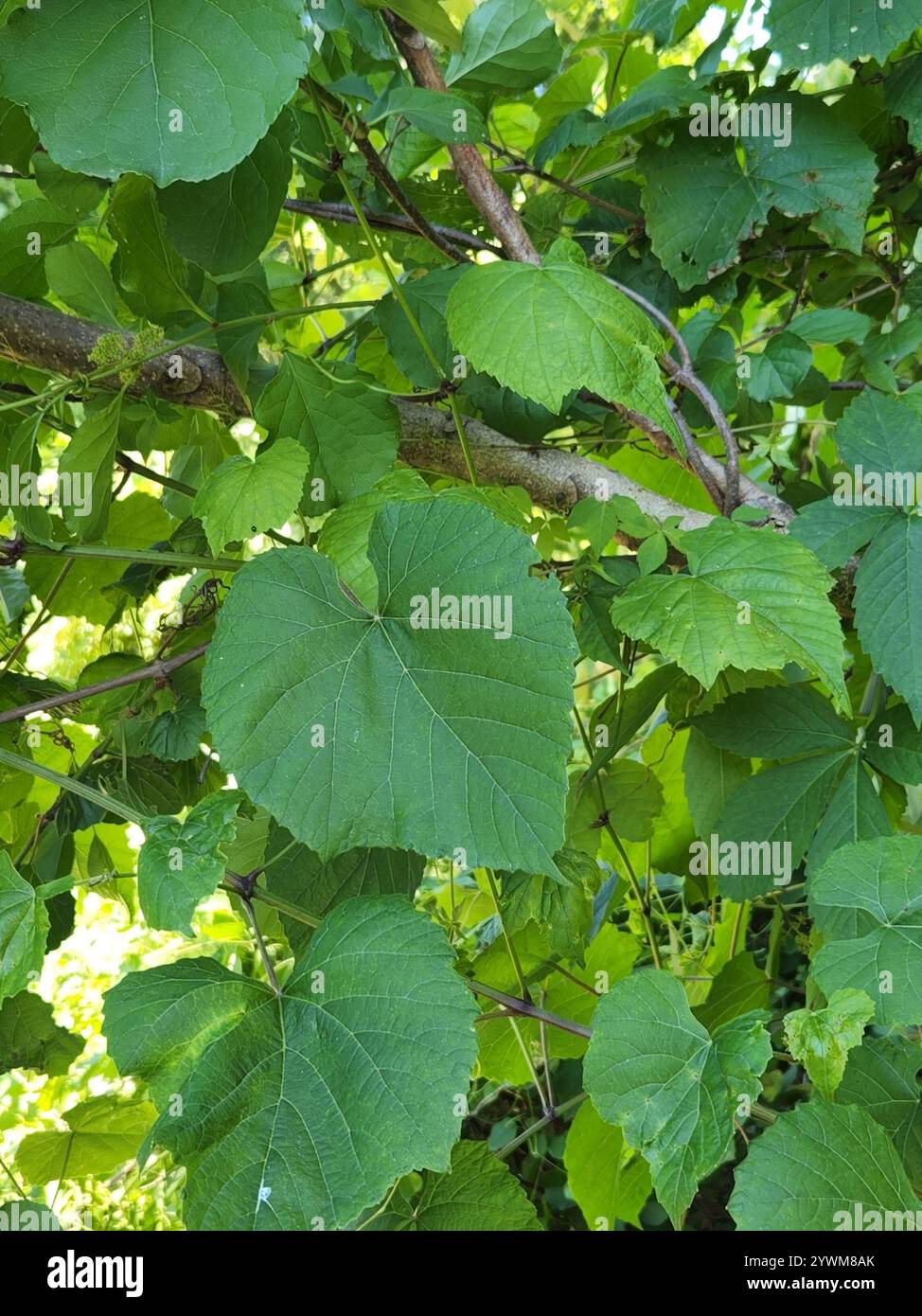 Vitis vulpina hi-res stock photography and images - Alamy
