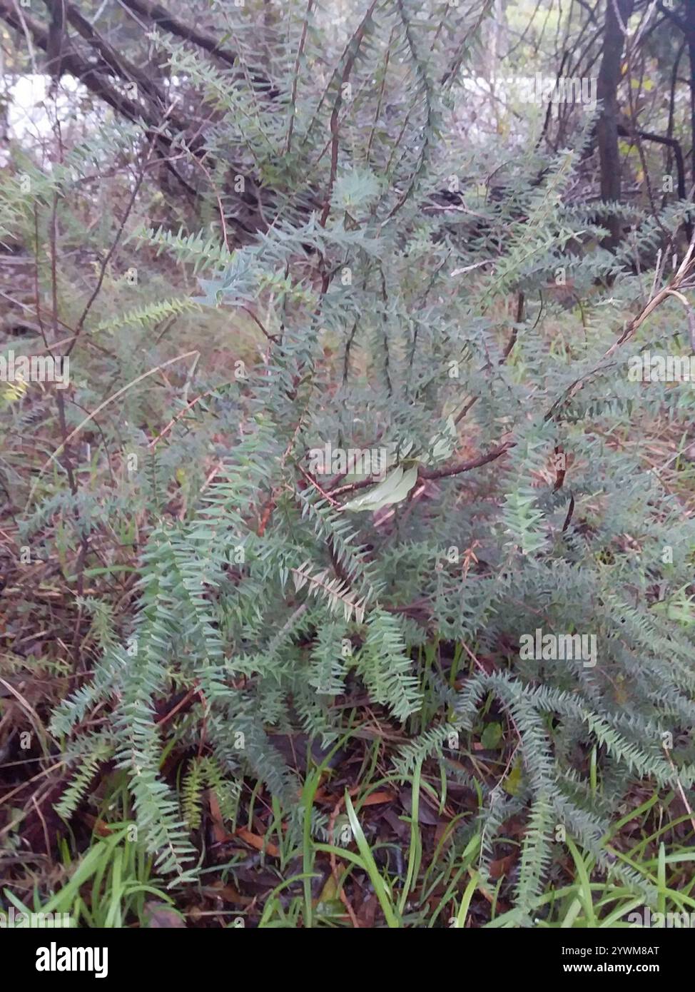 Mount Lofty Ground-berry (Acrotriche fasciculiflora Stock Photo - Alamy