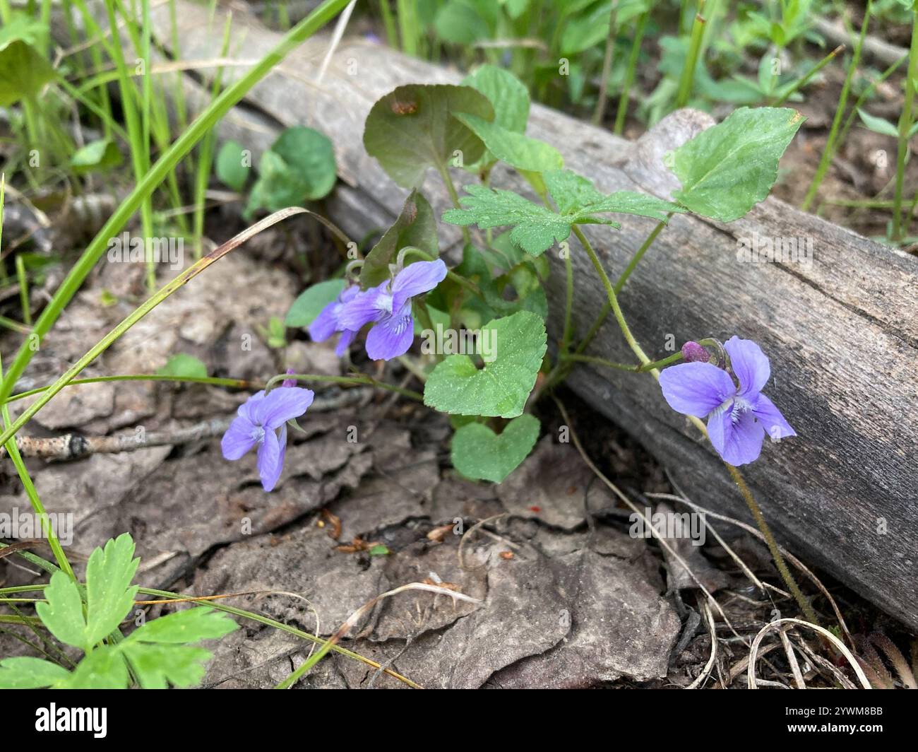 hookedspur violet (Viola adunca Stock Photo - Alamy
