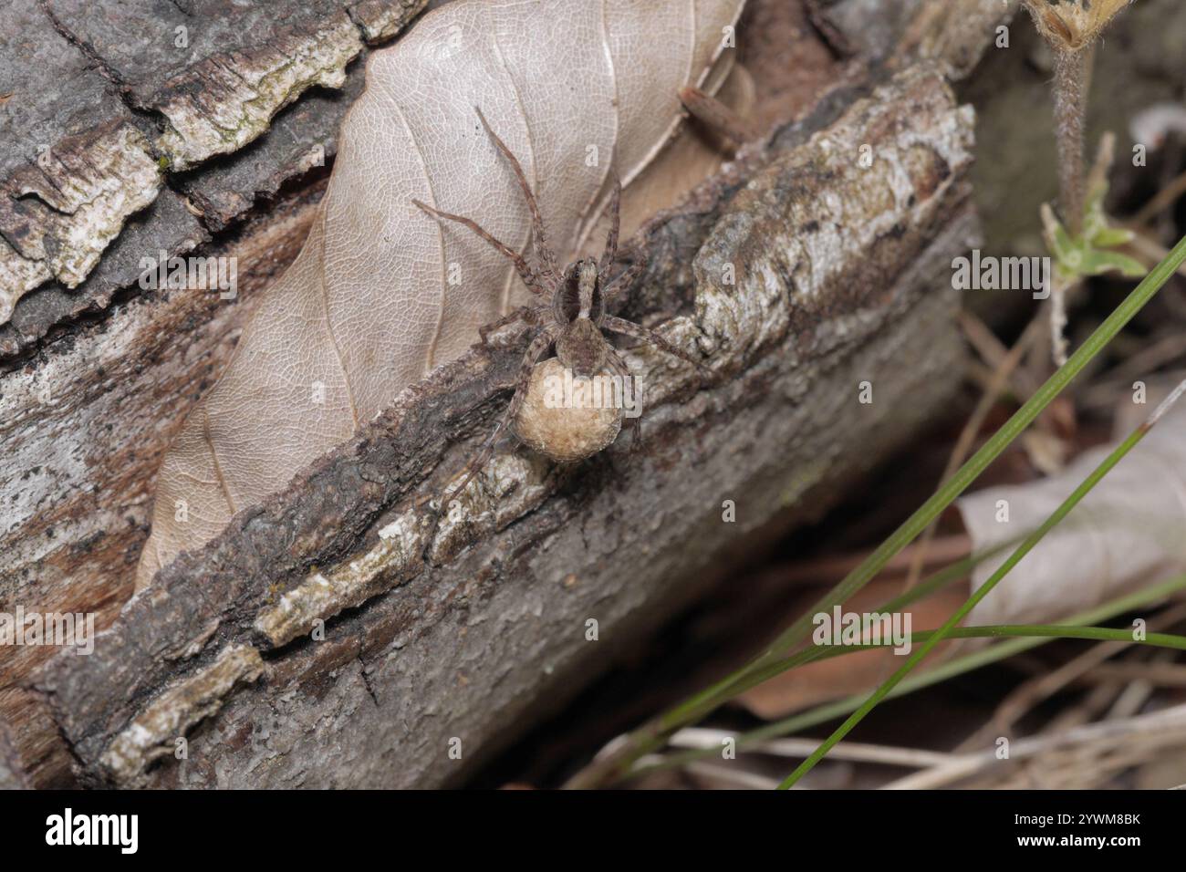 Common Forest Wolf Spider Complex (Pardosa lugubris Stock Photo - Alamy