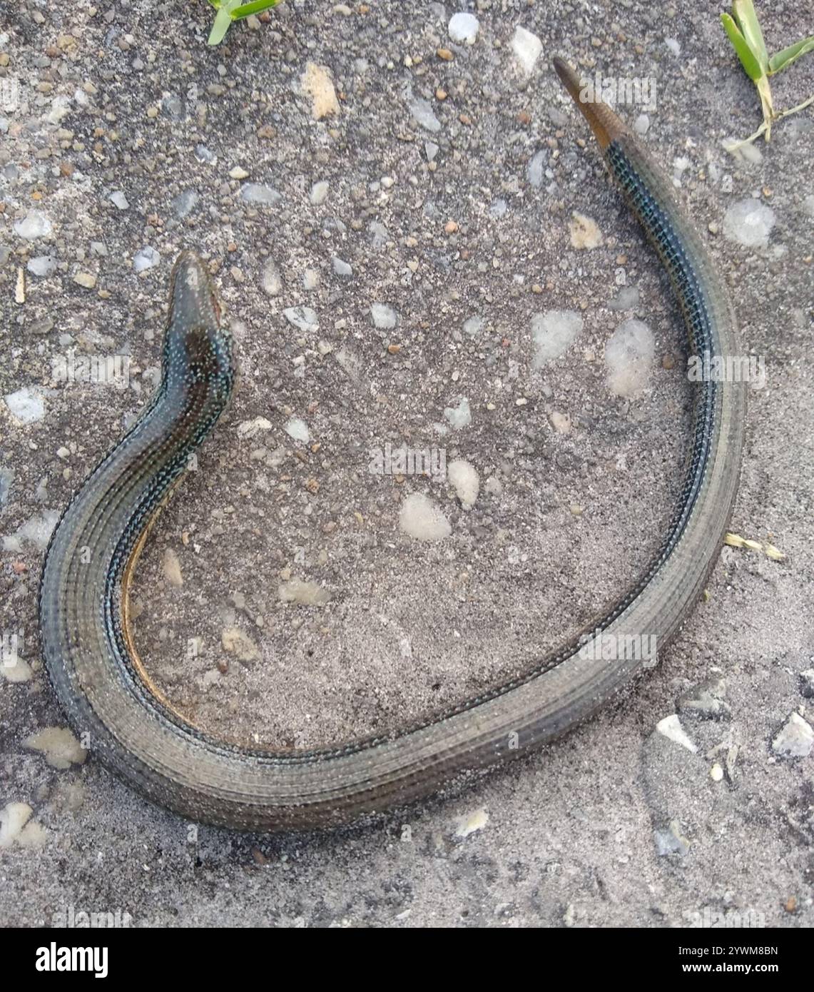 Eastern glass lizard ophisaurus hi-res stock photography and images - Alamy