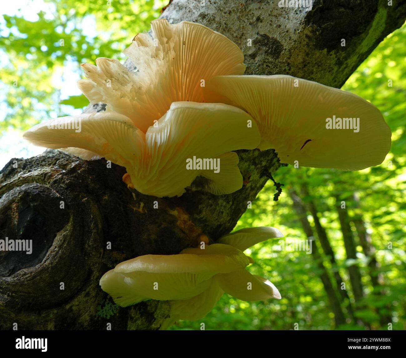 aspen oyster mushroom (Pleurotus populinus Stock Photo - Alamy