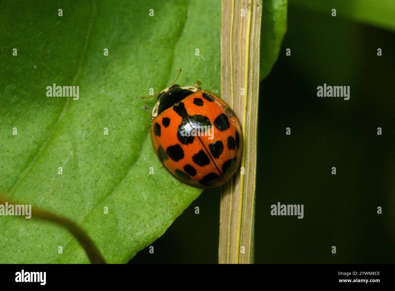 Asian Lady Beetle (Harmonia axyridis Stock Photo - Alamy
