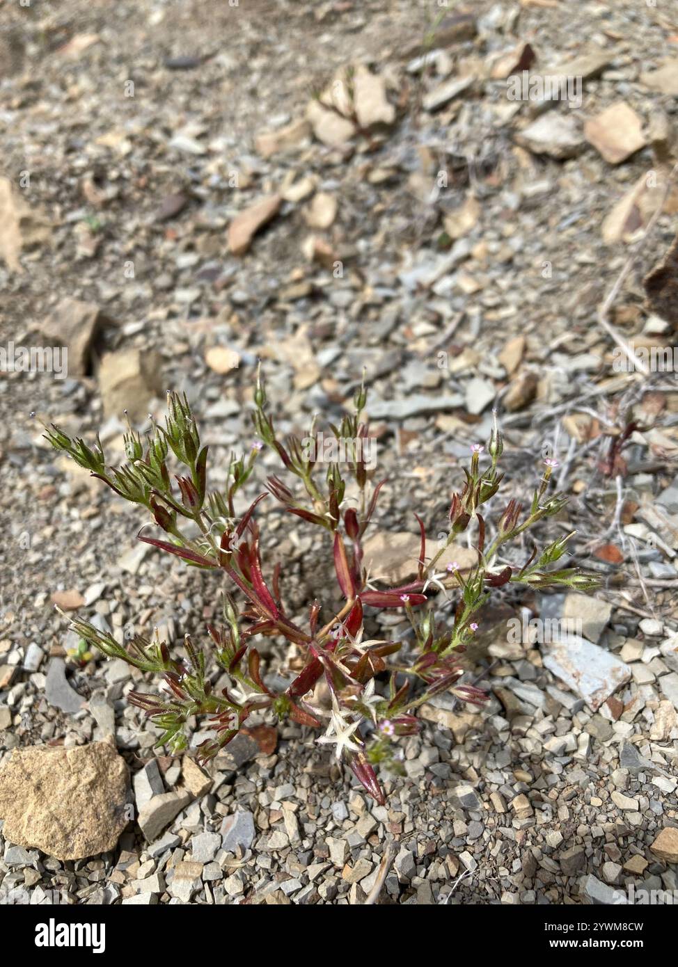 (Microsteris gracilis humilior Stock Photo - Alamy