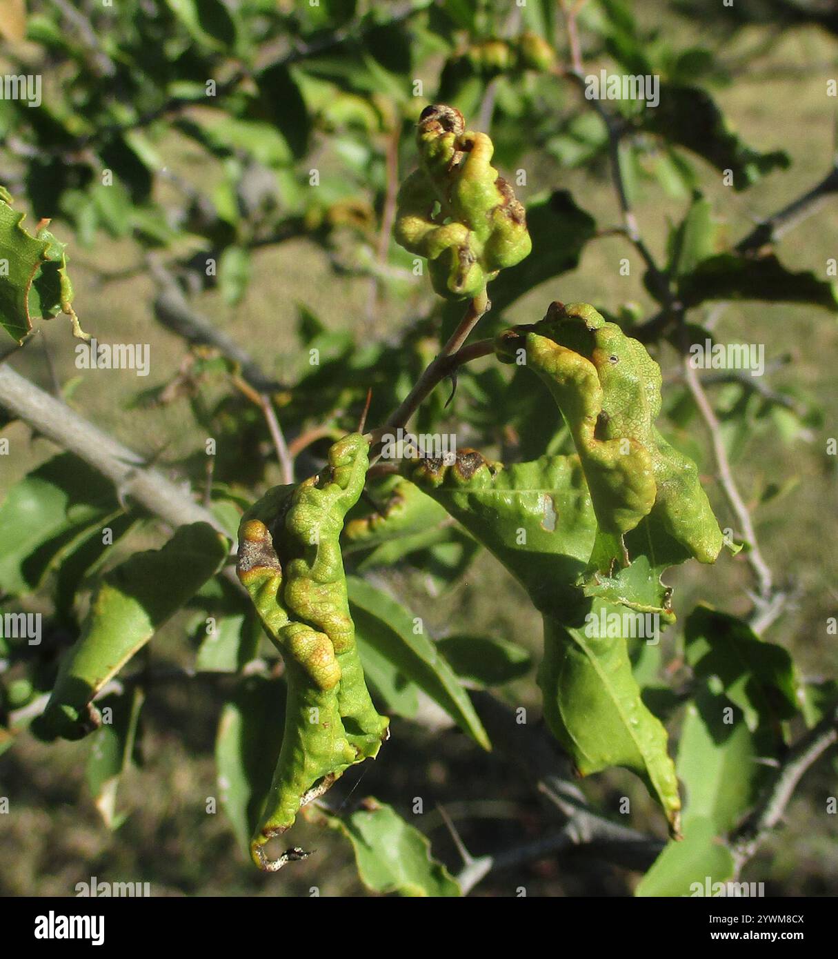 buffalo-thorn (Ziziphus mucronata Stock Photo - Alamy