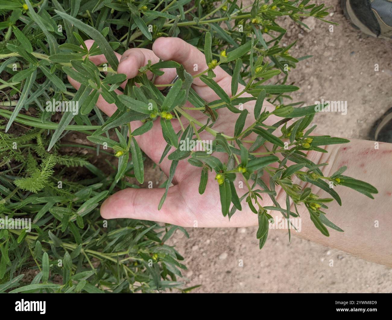 stoneseeds, puccoons, and gromwells (Lithospermum Stock Photo - Alamy