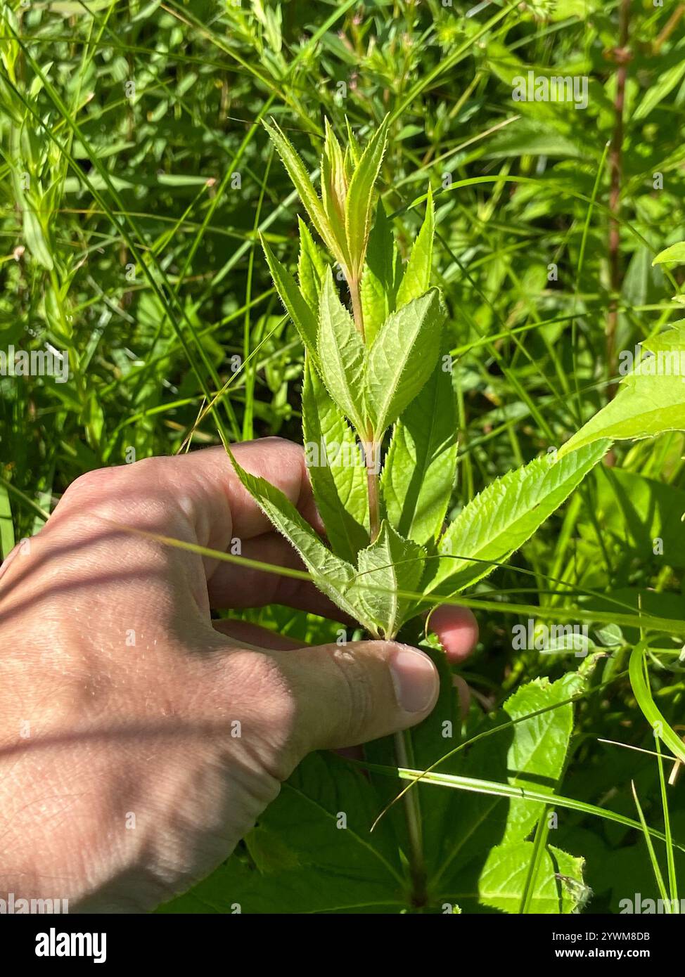 Culver's root (Veronicastrum virginicum Stock Photo - Alamy