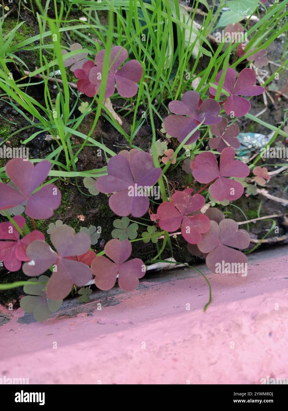 upright yellow woodsorrel (Oxalis stricta Stock Photo - Alamy