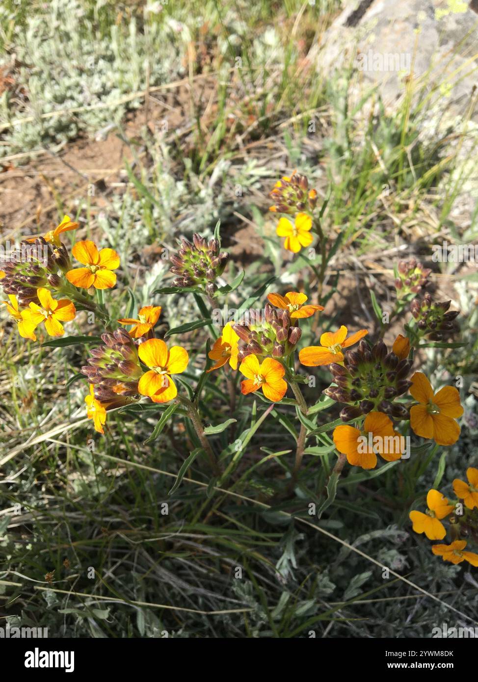 Western Wallflower (Erysimum capitatum Stock Photo - Alamy