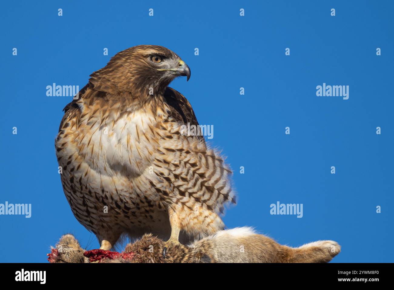 redtailed hawk eating prey on a post in the prairie Stock Photo - Alamy