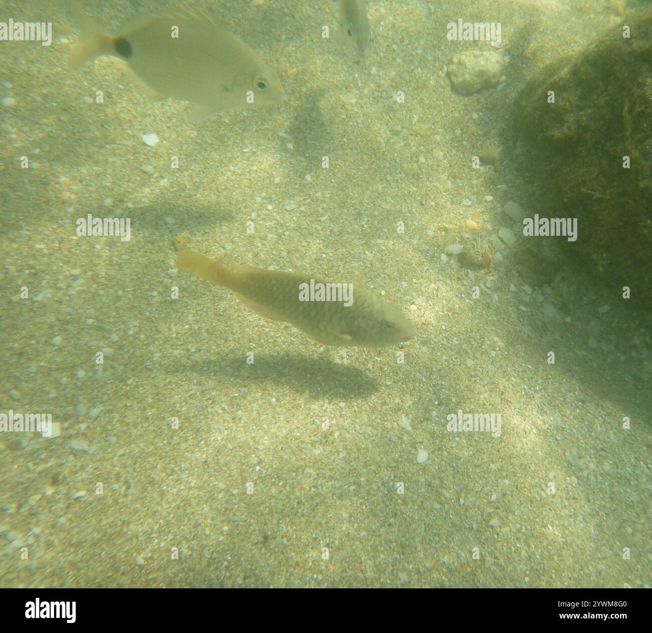Yellowtail Parrotfish (Sparisoma rubripinne Stock Photo - Alamy