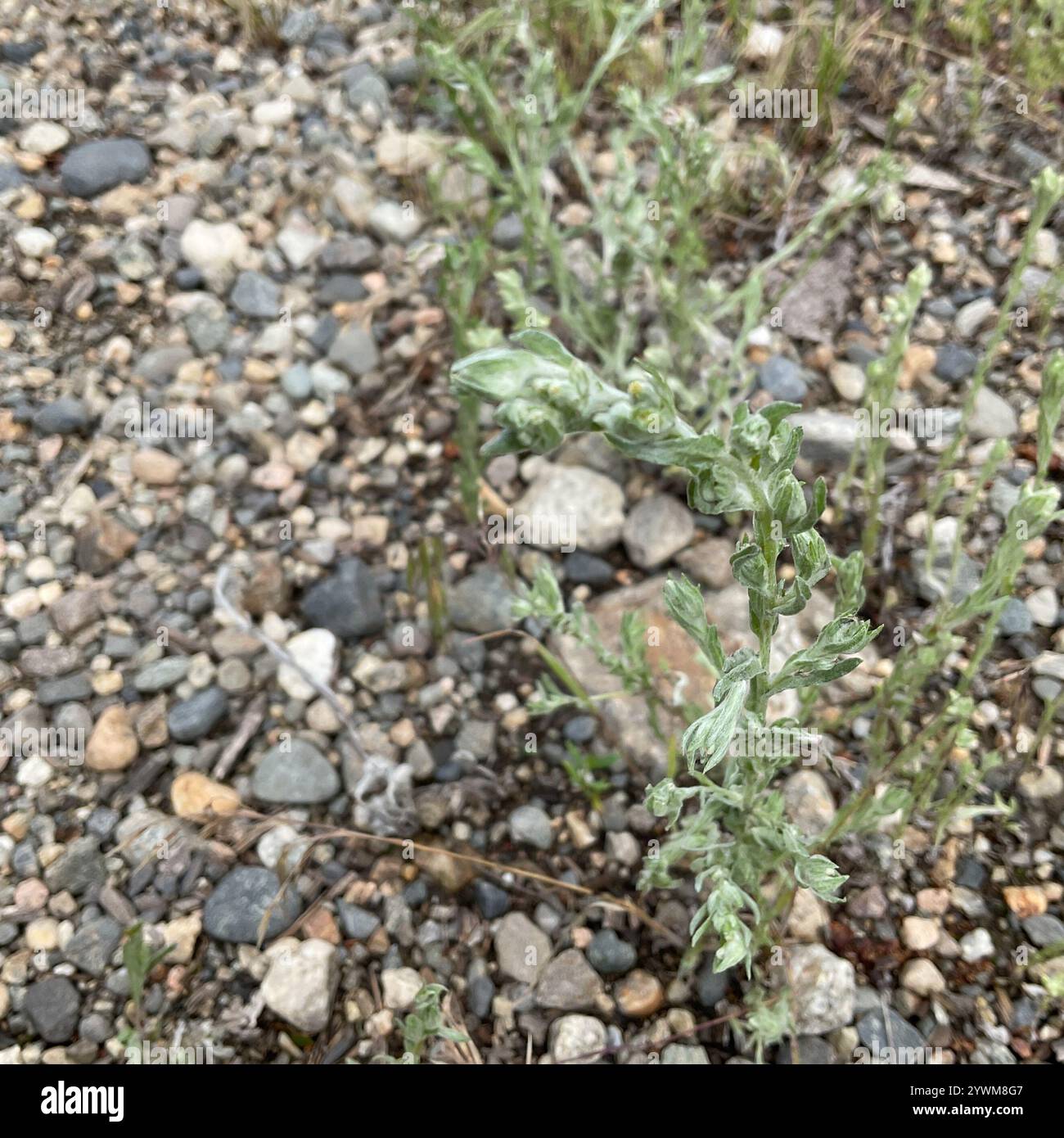 field fluffweed (Filago arvensis Stock Photo - Alamy